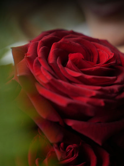 Meaning Behind the Number of Red Roses: What Each Count Says