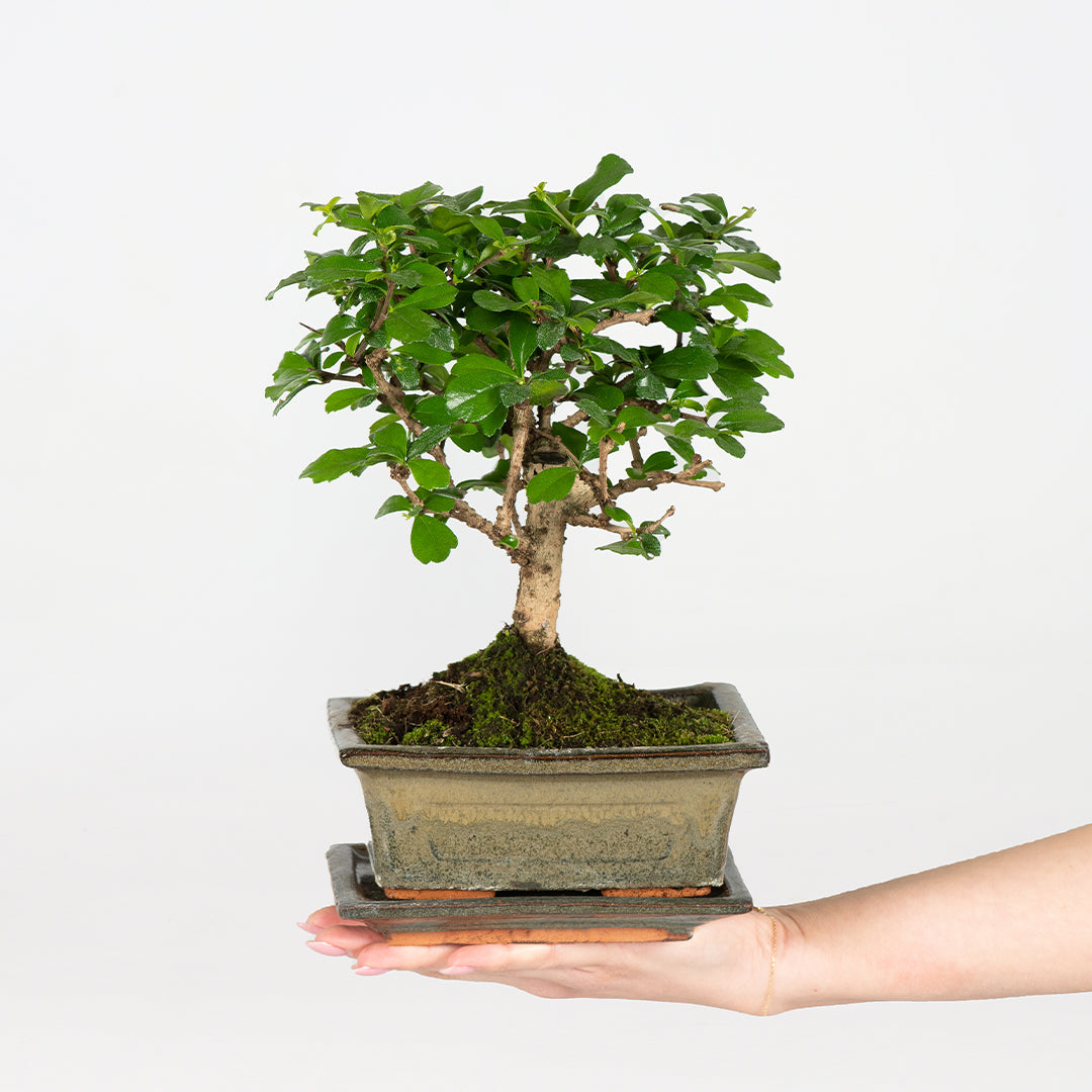 Bonsai Ligustrum