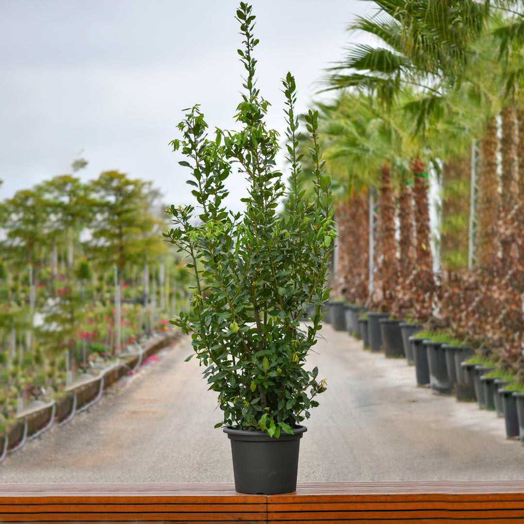 Shop Bay Laurel Tree | Laurus Nobilis Bush for Sale – Exotica