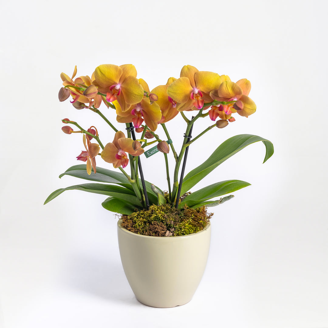 Home / Collections / Orchid Glow