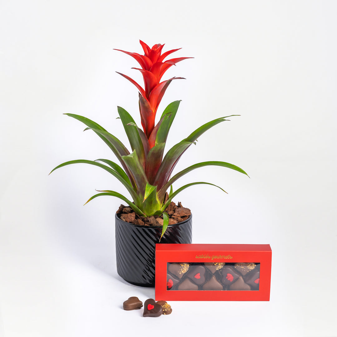 Home / Collections / Red Energy