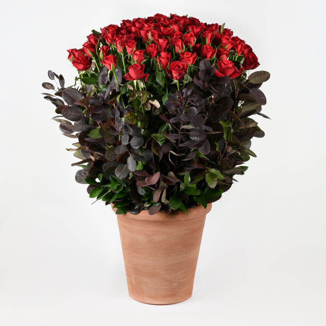 Exotica / Flowers / Magic Roses