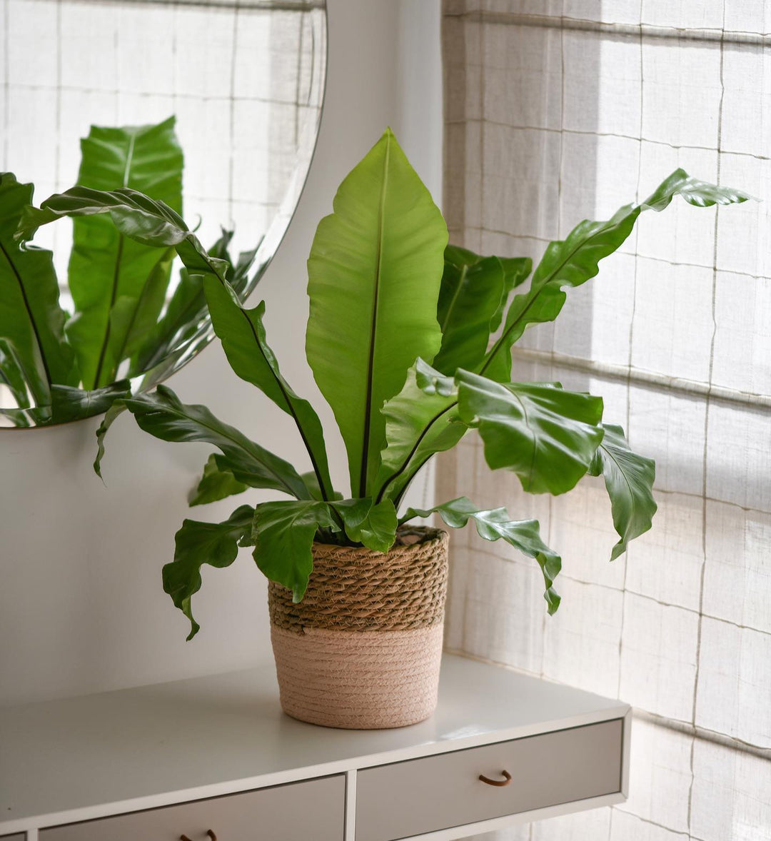 Explore our low-maintenance plants that thrive with little effort!