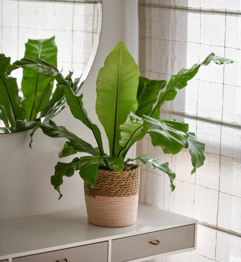 Explore our low-maintenance plants that thrive with little effort!